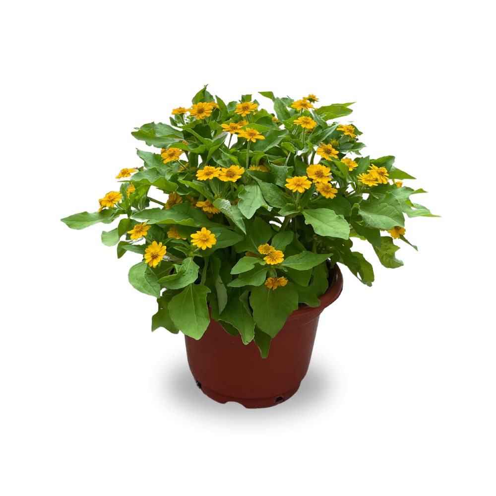 Melampodium (Melampodium Divaricatum) - Hawaii Landscape