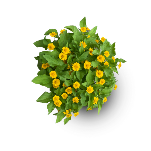 Melampodium (Melampodium Divaricatum) - Hawaii Landscape